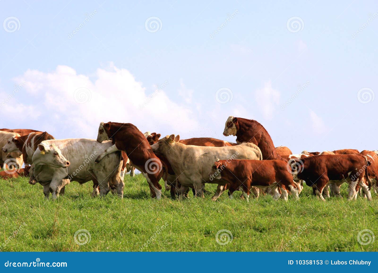 Mating cow and bull stock image. Image of herferd, farmland - 10358153 Mating cow and bull stock image. Image of herferd, farmland - 10358153