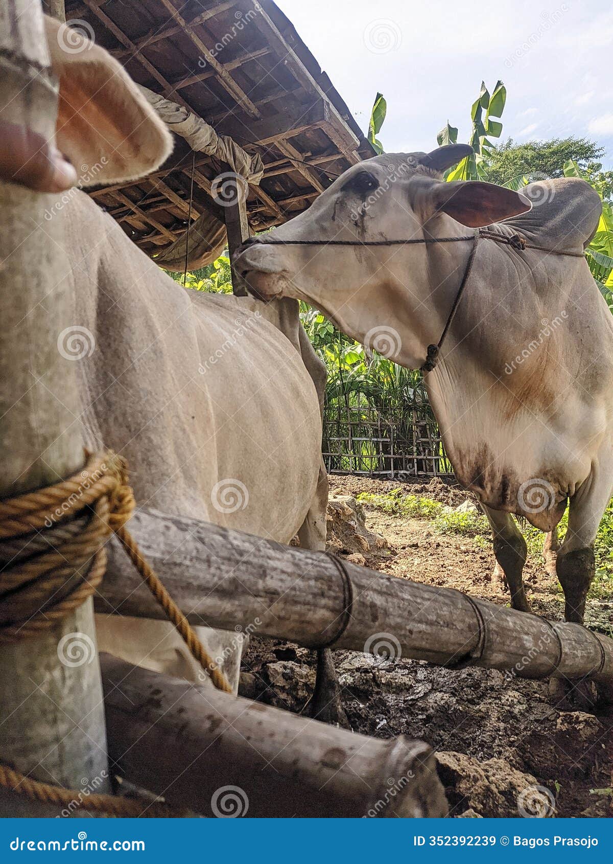 Mating cows stock image. Image of cows, married, bovine - 352392239