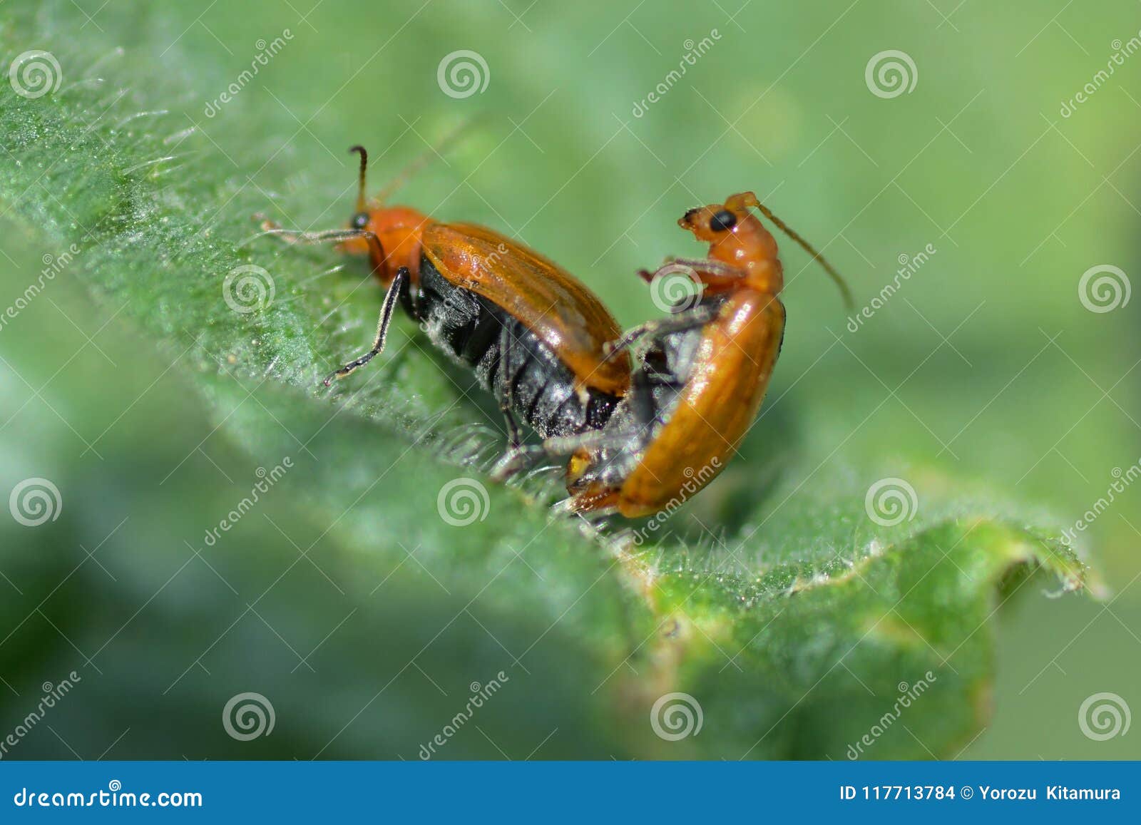 Cucurbit leaf beetle stock photo. Image of colorful - 117713784