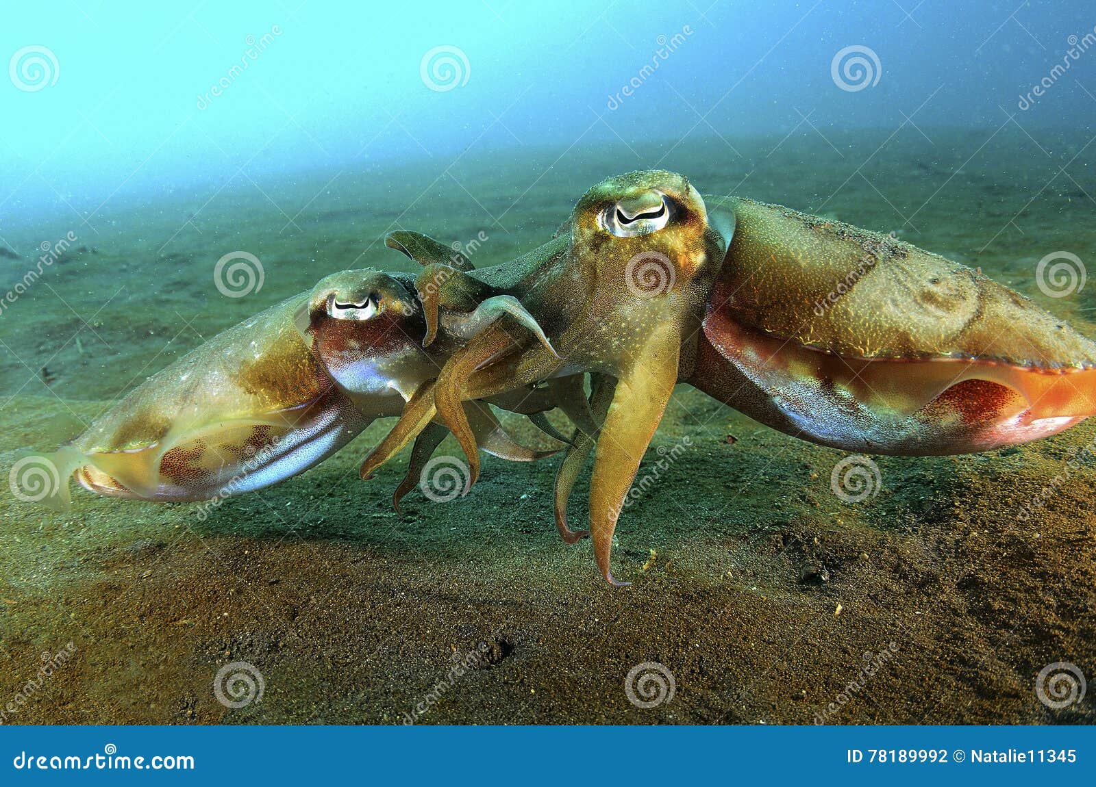 Mating cuttle-fishes stock photo. Image of cuttle, scuba - 78189992
