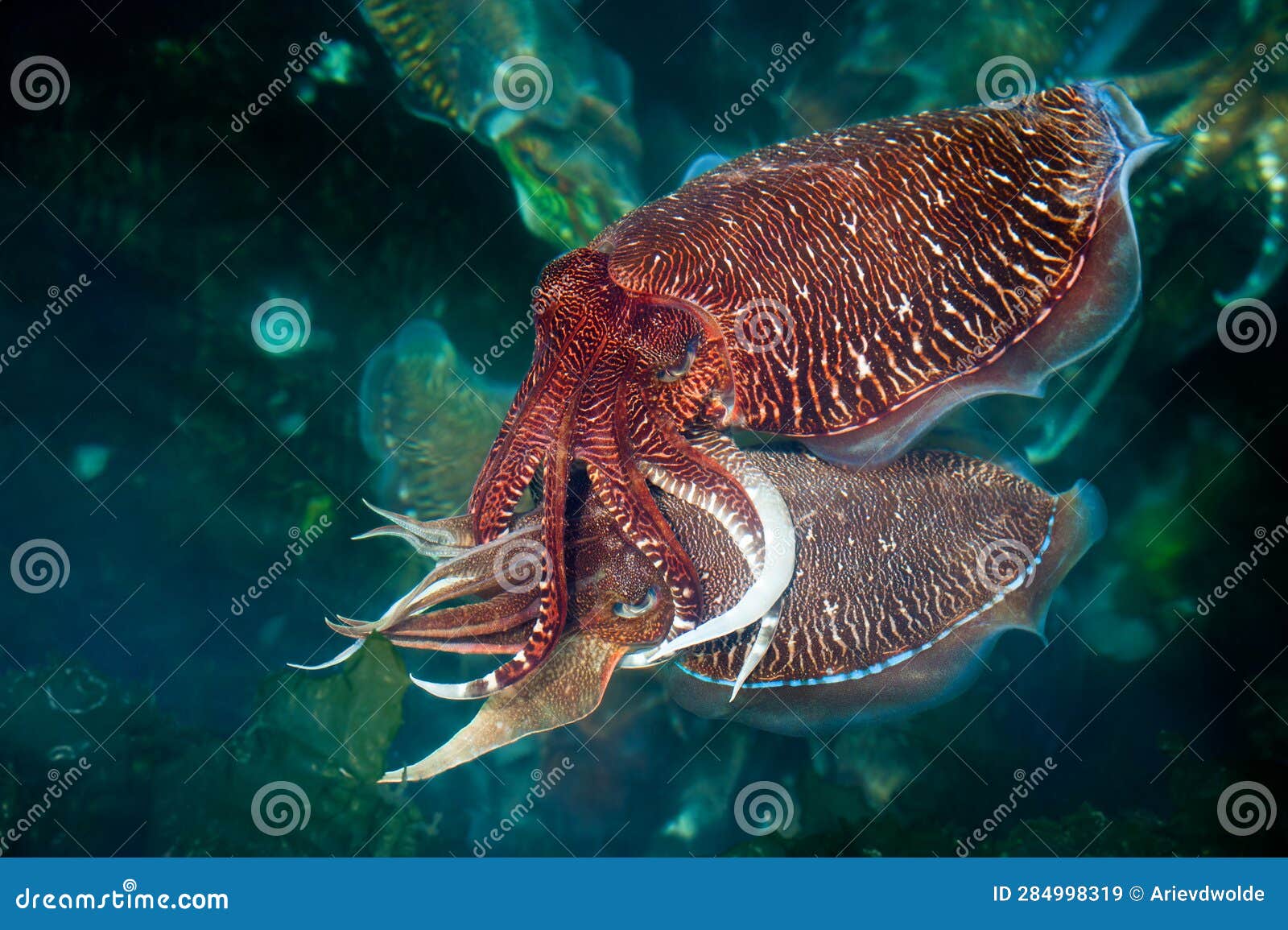 Mating Cuttlefish Stock Photography | CartoonDealer.com #100828268