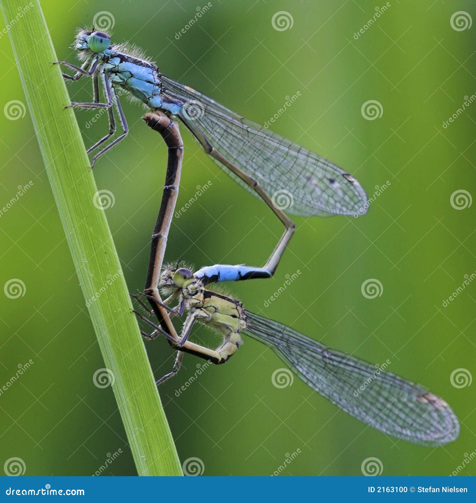 Mating Damselflies stock photo. Image of wings, damselflies - 2163100
