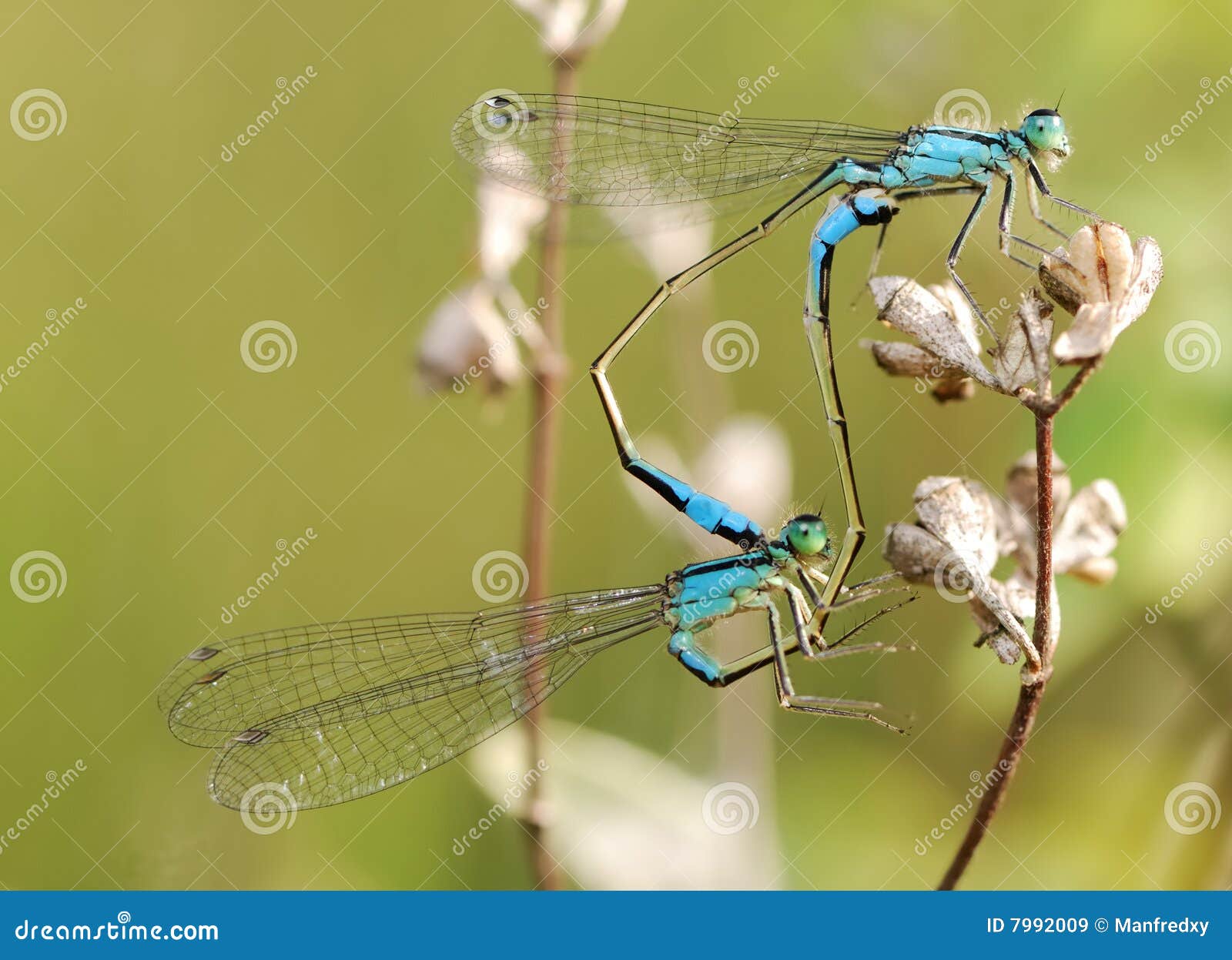 Mating damselflies stock image. Image of wings, blue, insects - 7992009