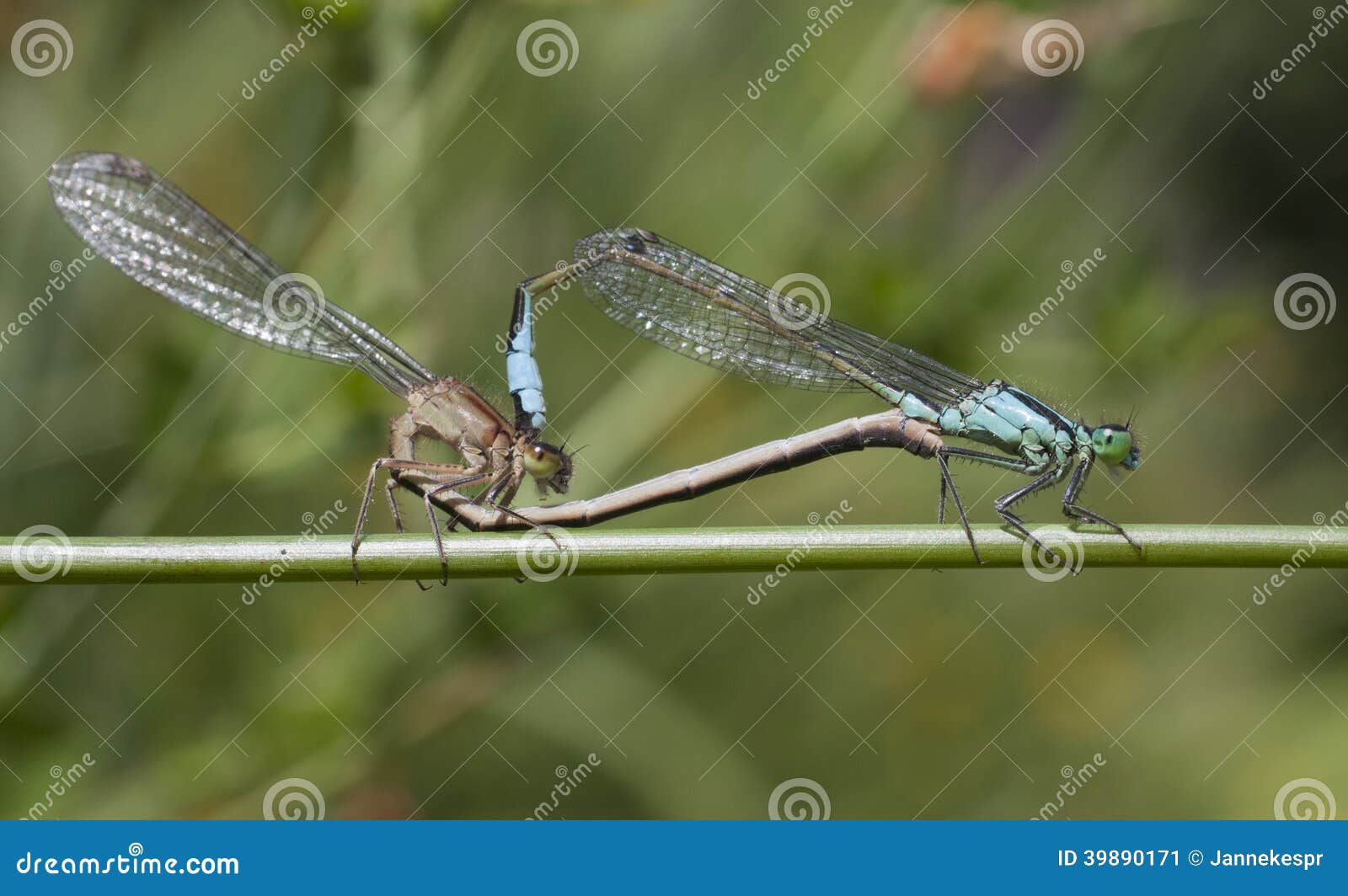 Mating damselflies stock image. Image of nature, ischnura - 39890171