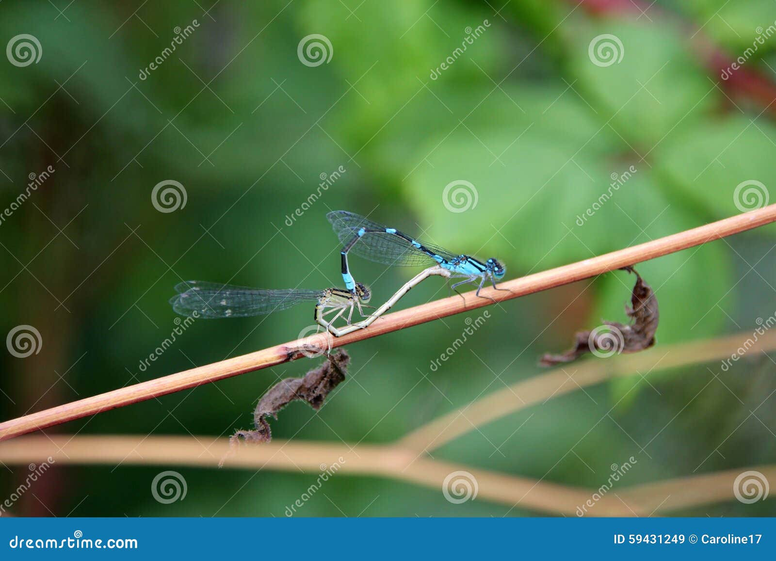 Mating Damselflies stock image. Image of mate, pair, wildlife - 59431249