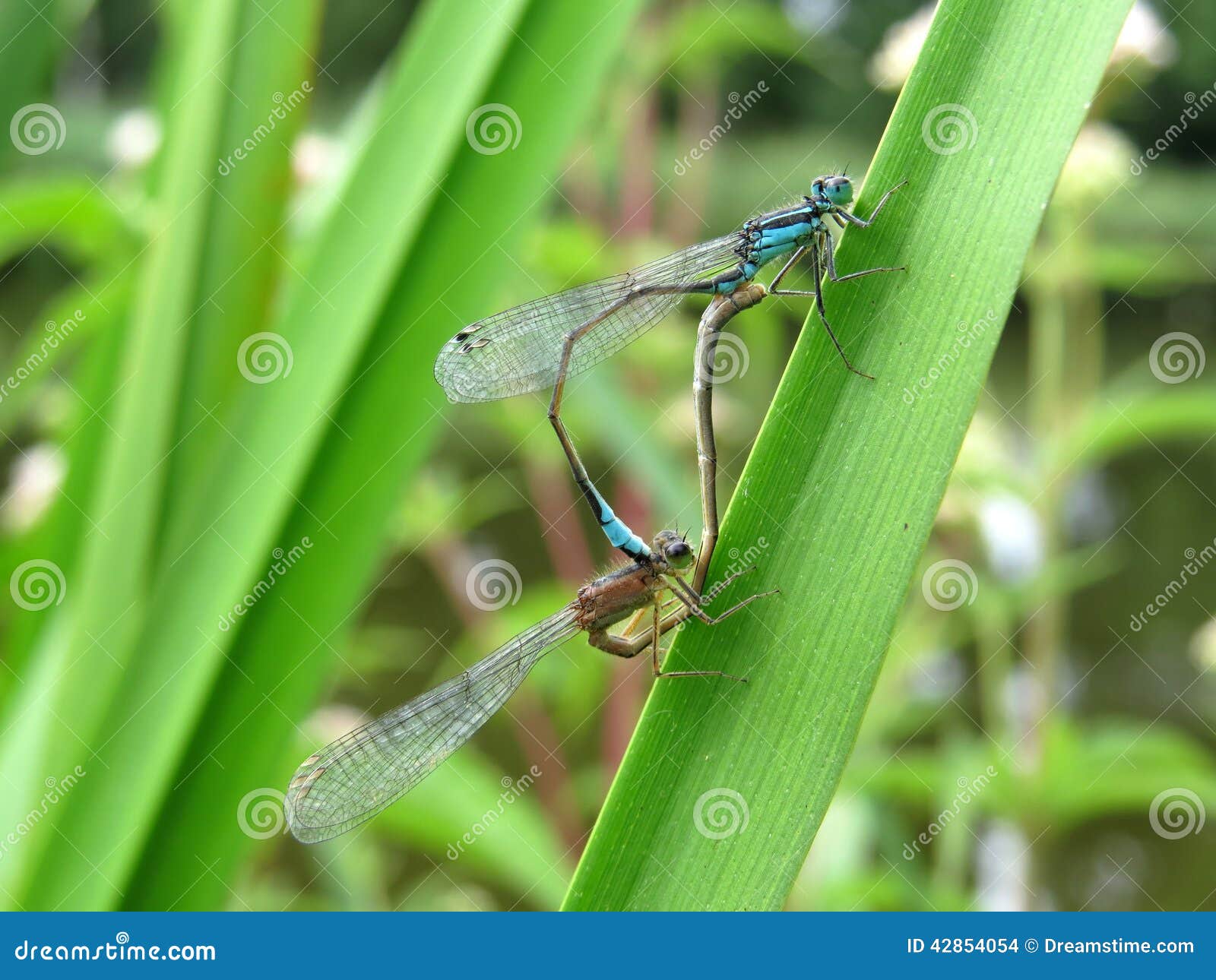 Mating Damselflies stock photo. Image of resting, damselflies - 42854054