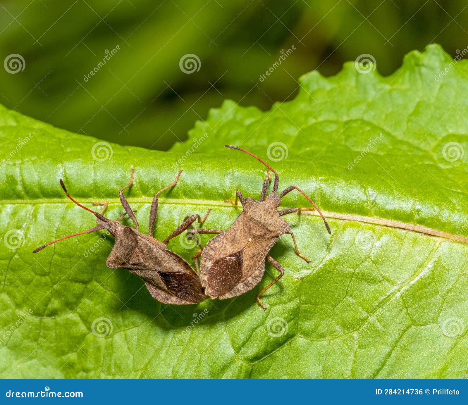 Mating dock bugs stock photo. Image of coreidae, bugs - 284214736