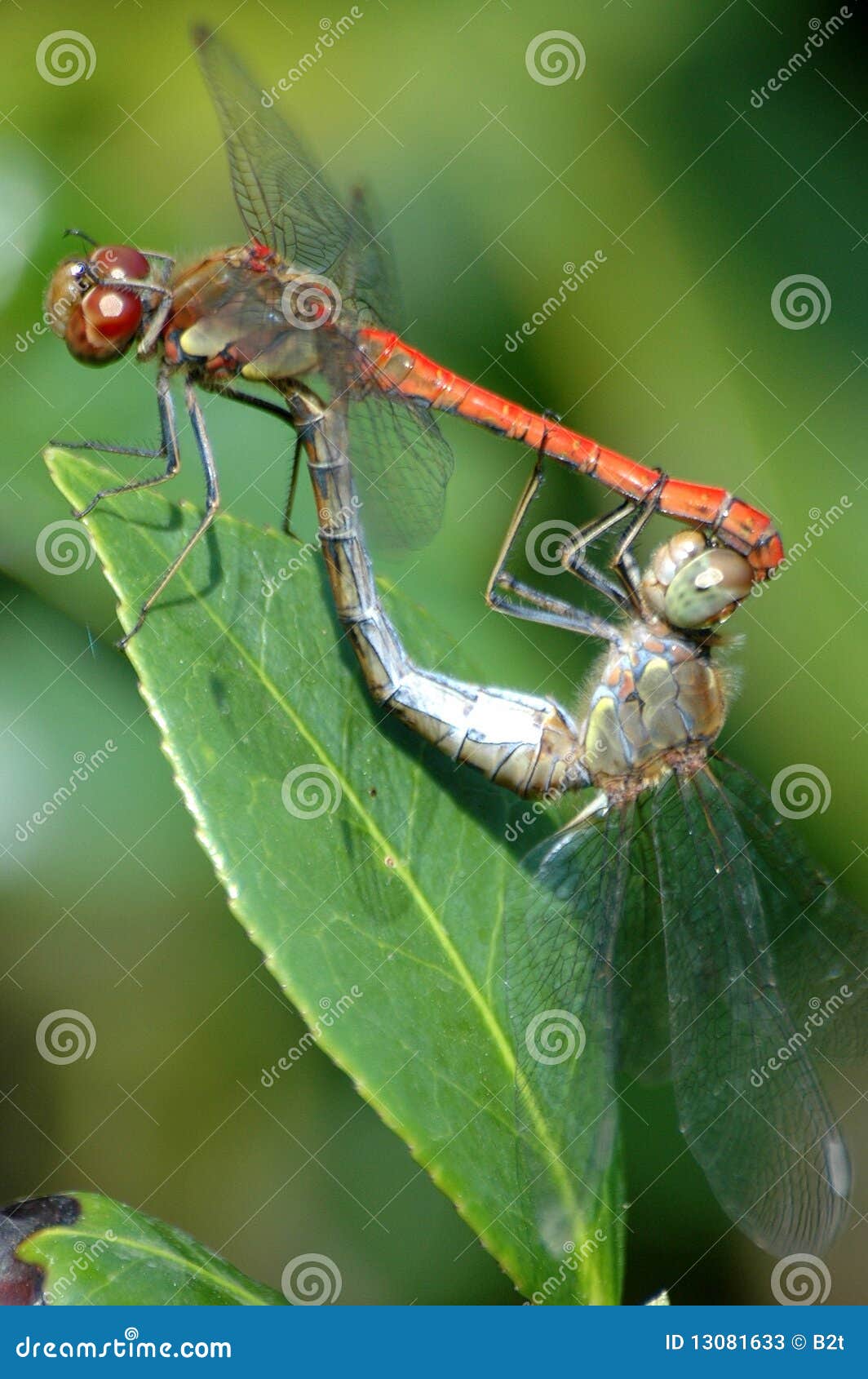 Mating Dragonflies stock image. Image of wildlife, closeup - 13081633