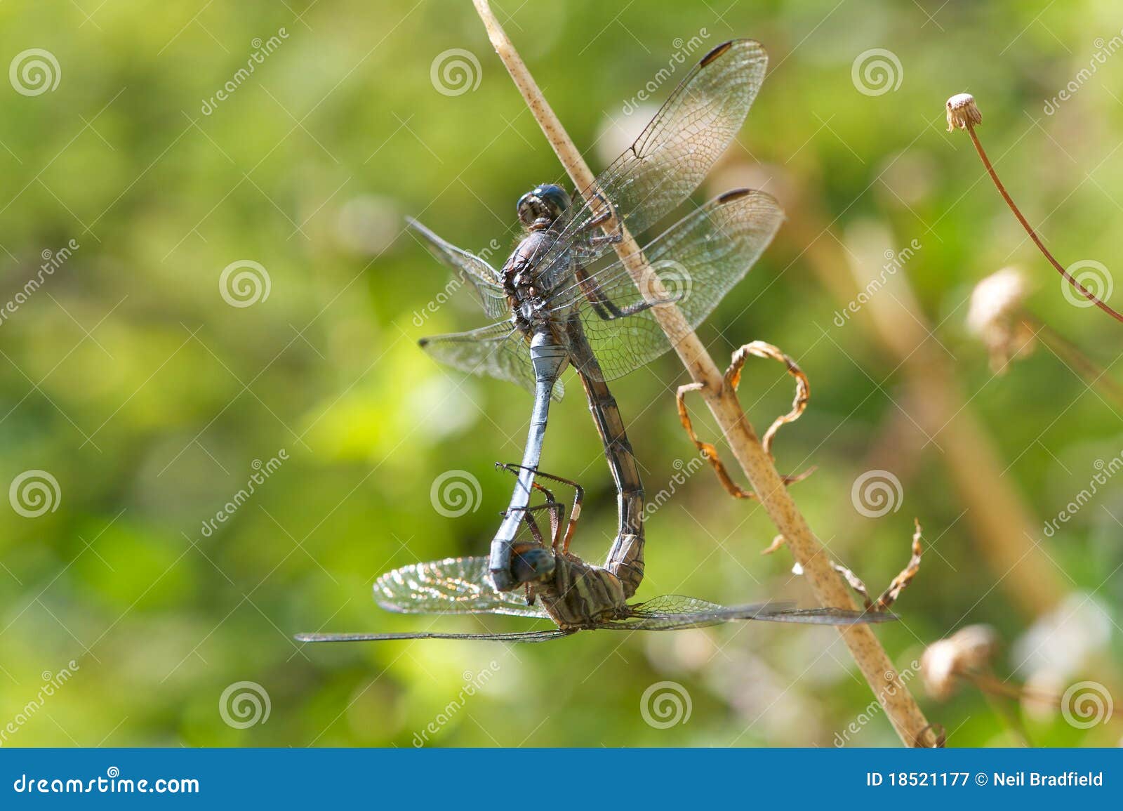Mating Dragonflies stock image. Image of mating, odonata - 18521177