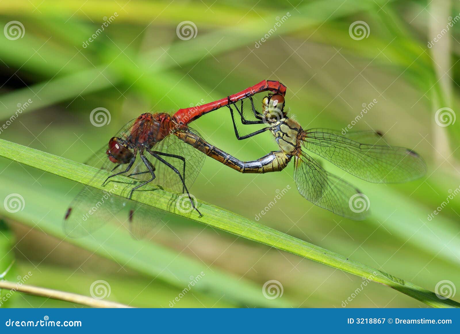 Mating Dragonflies stock image. Image of dragonfly, skimmer - 3218867