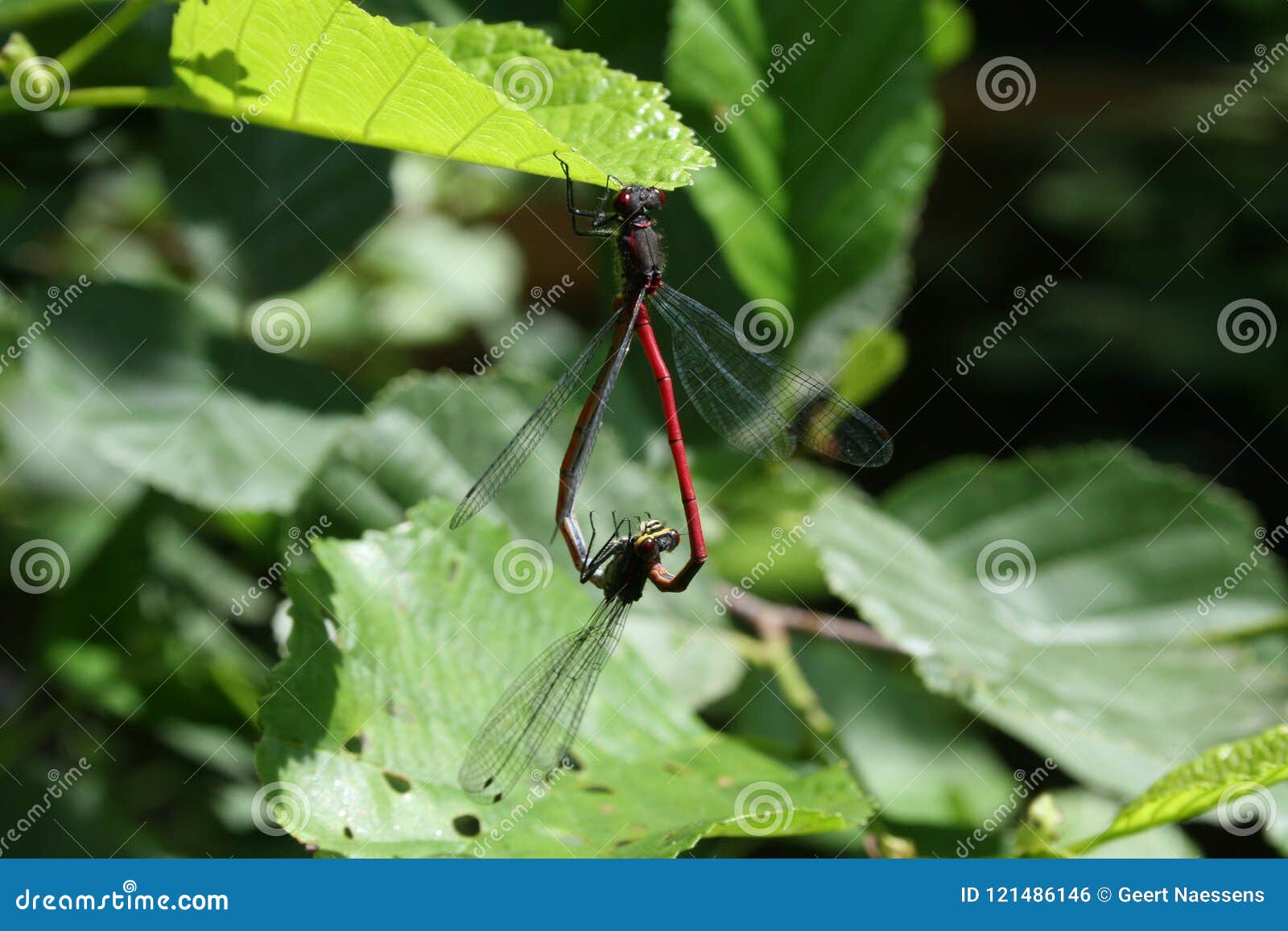 Couple Dragonflies Mating in a Tree Stock Photo - Image of bugs, couple ...