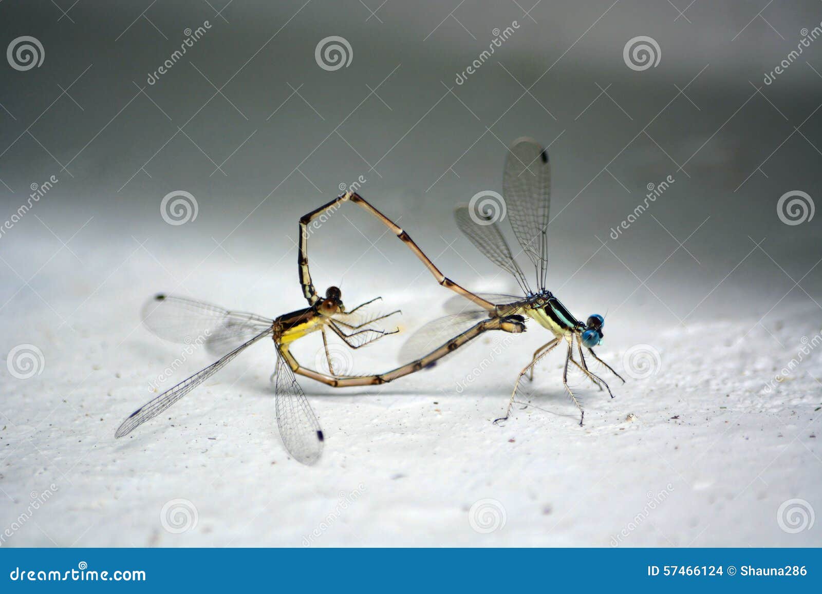 Mating Dragonflies stock photo. Image of wild, outside - 57466124