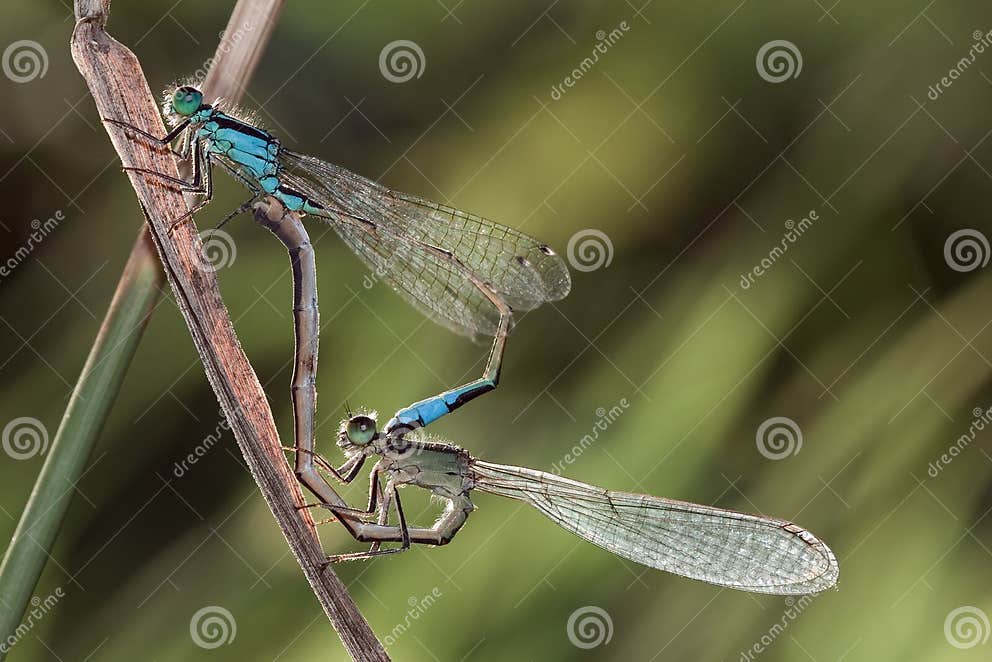 Mating Dragonfly stock photo. Image of flying, wing, wildlife - 366092