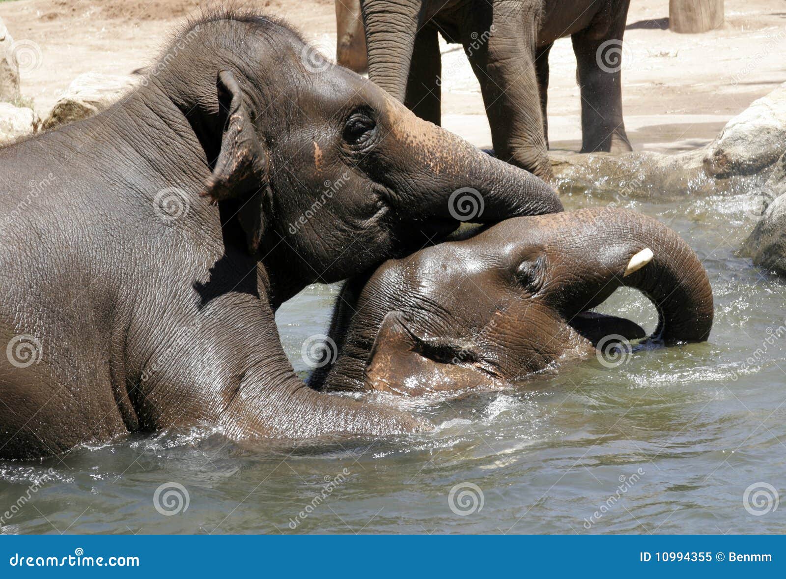 Mating elephants stock image. Image of animal, indian - 10994355
