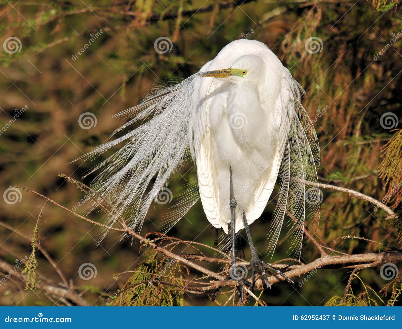 Mating Feathers stock image. Image of egret, people, water - 62952437