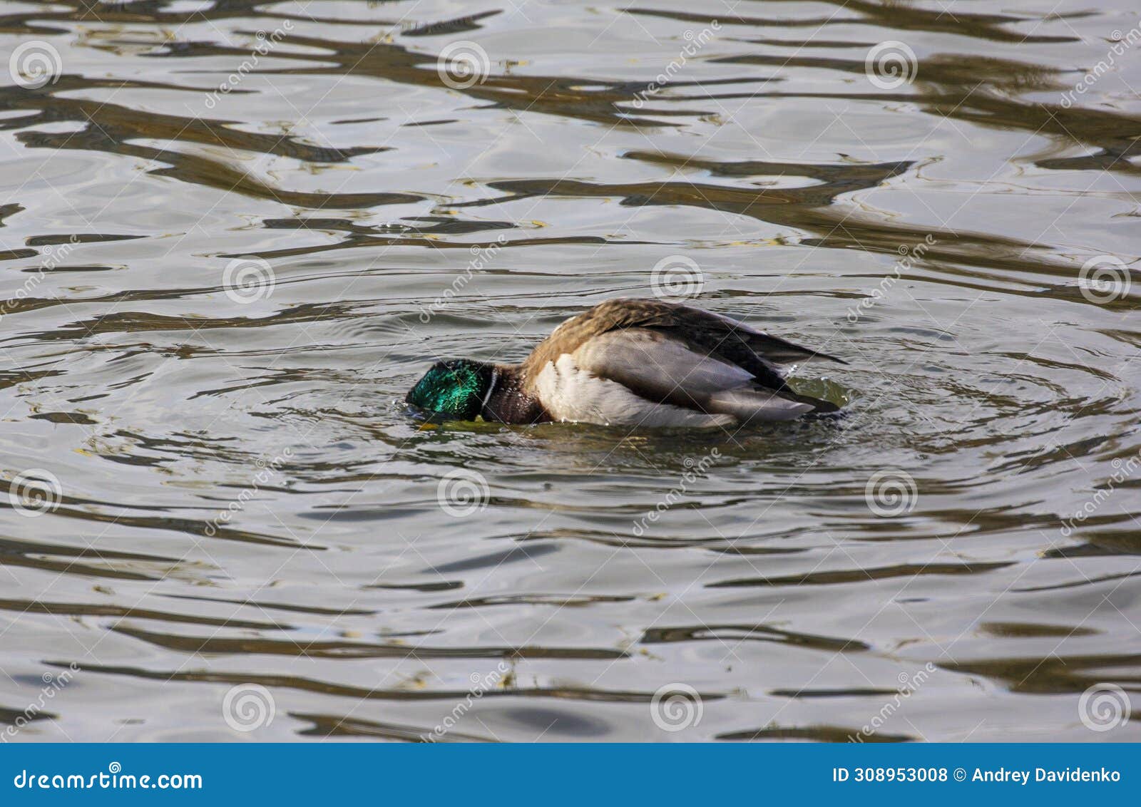 Mating of a Drake with a Duck Stock Photo - Image of head, lake: 308953008