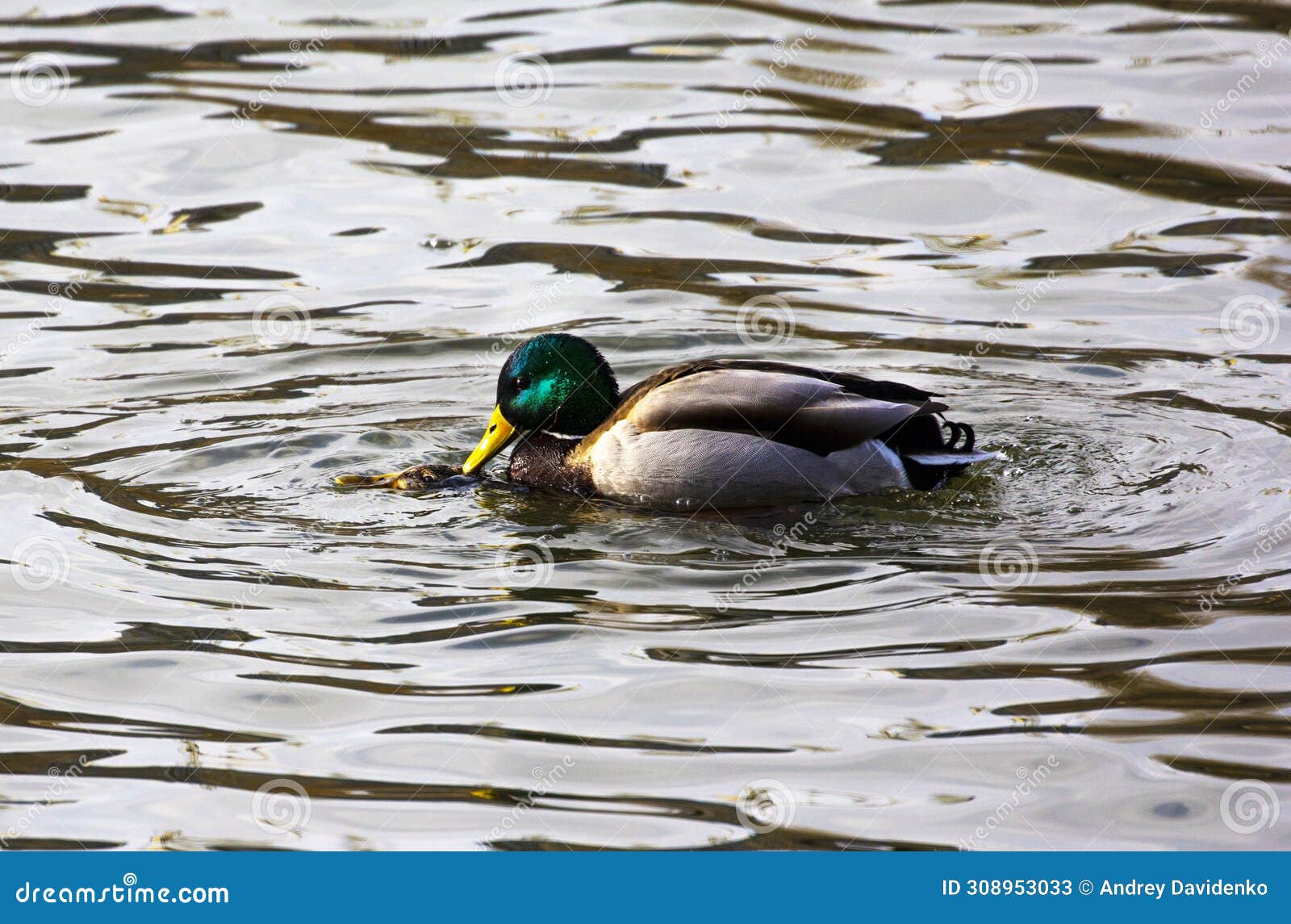 Mating of a Drake with a Duck Stock Image - Image of nature, plumage ...