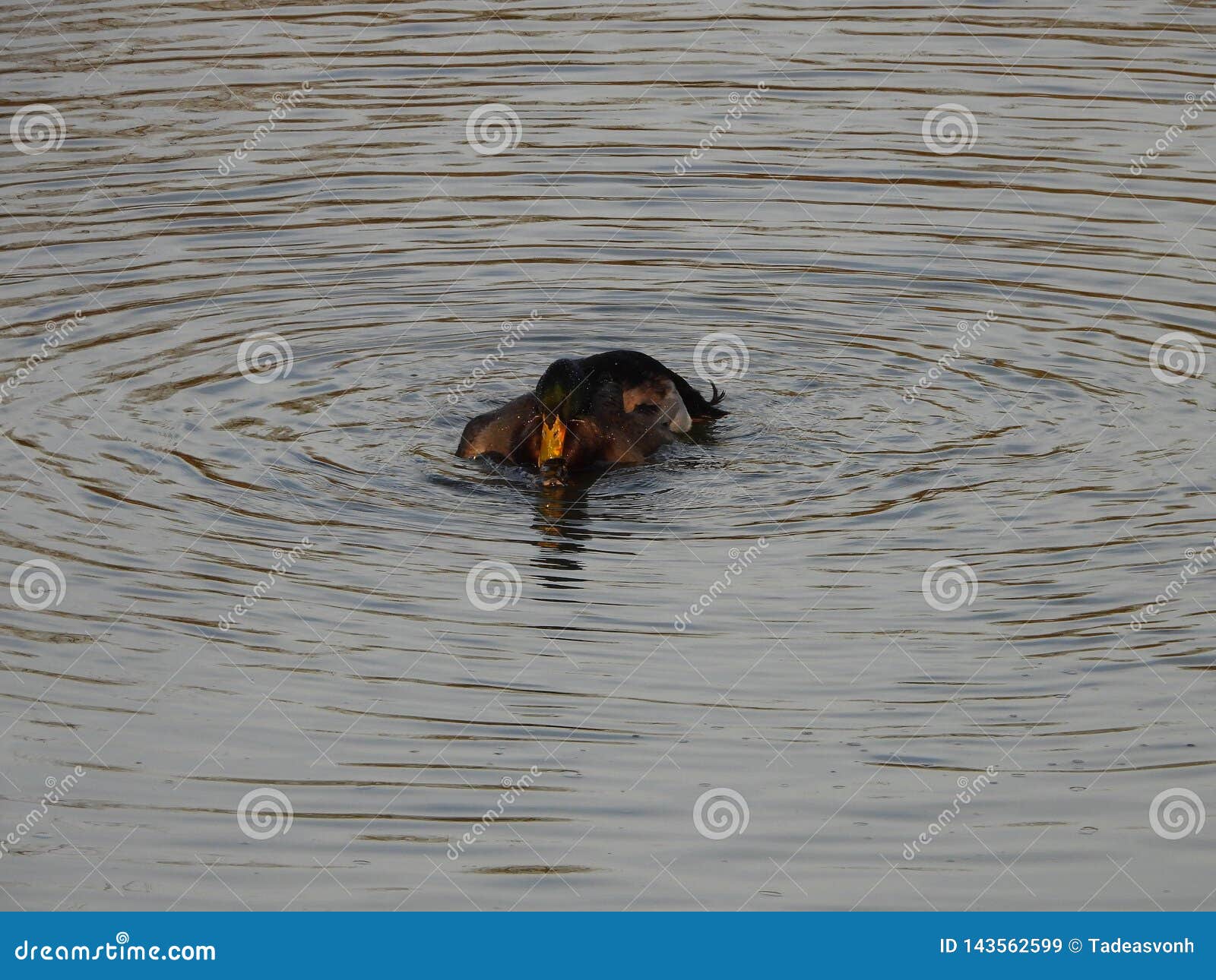Mating Fight on Water Surface Stock Image - Image of nature, wildlife ...