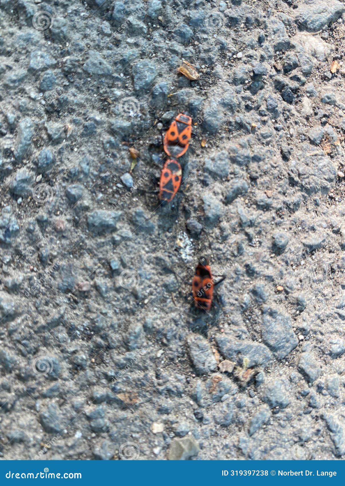 Mating fire bugs crawl stock photo. Image of entomology - 319397238