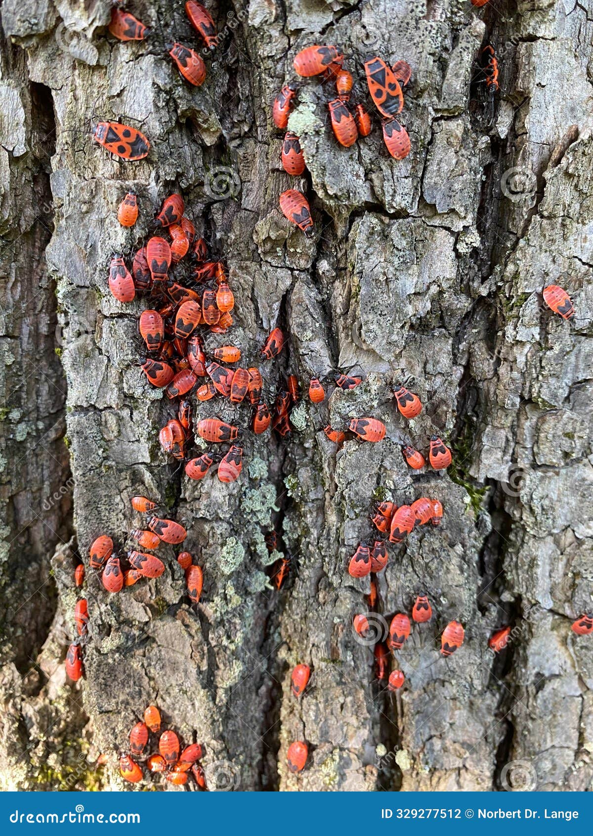 Mating Fire Bugs Crawl Across the Tree Stock Photo - Image of beetle ...