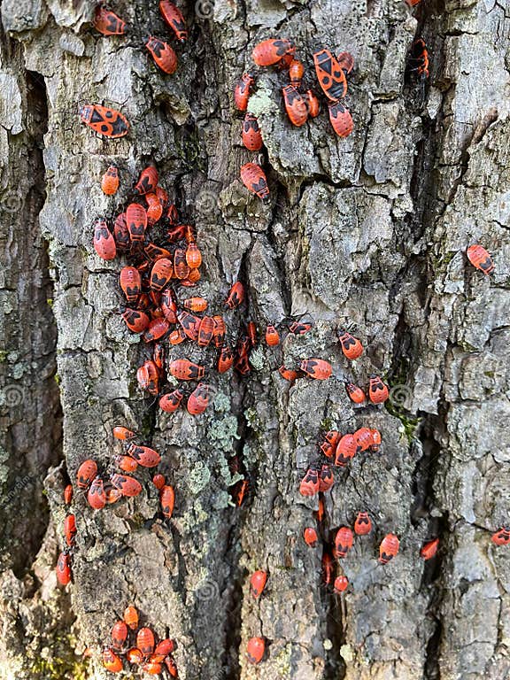 Mating Fire Bugs Crawl Across the Tree Stock Photo - Image of beetle ...