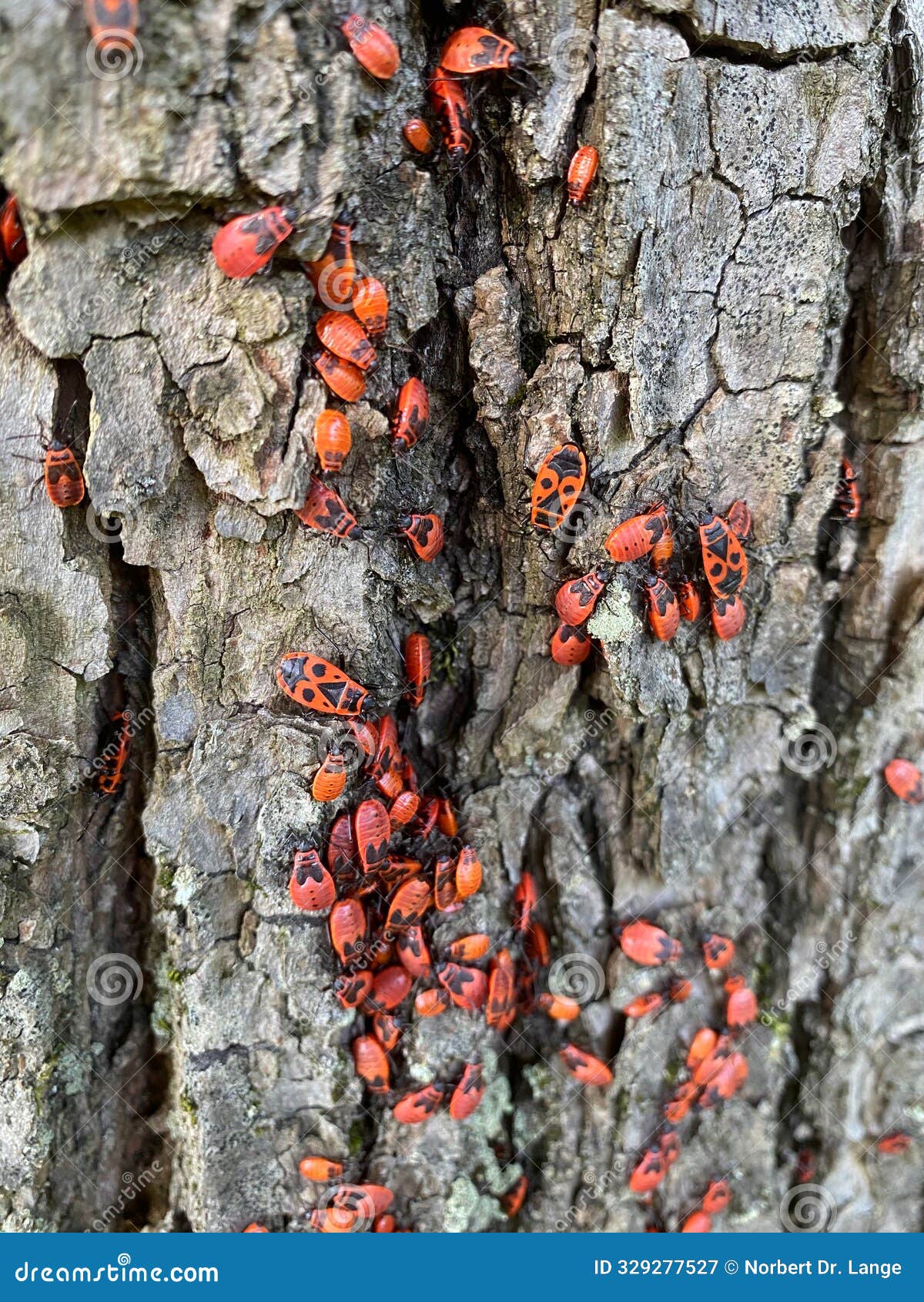 Mating Fire Bugs Crawl Across the Tree Stock Image - Image of crawl ...