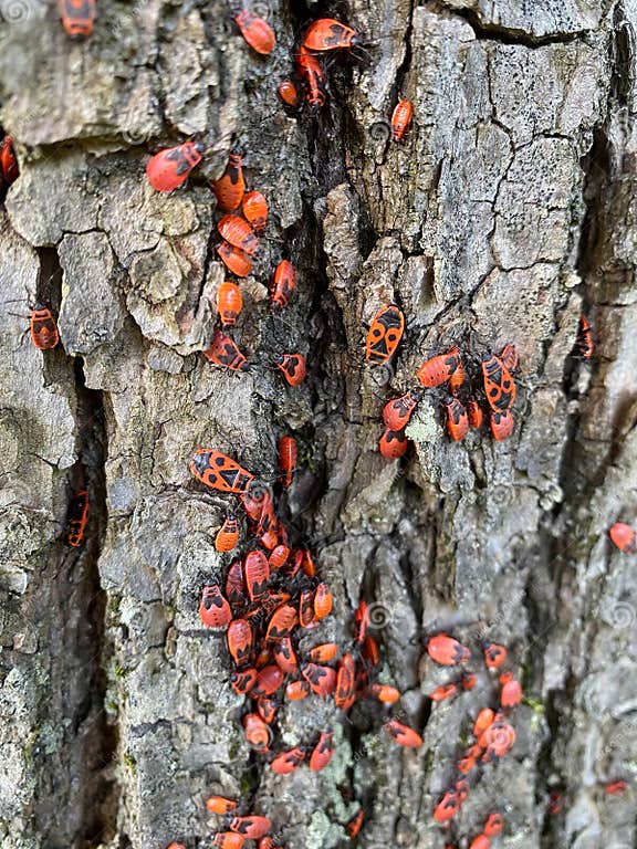 Mating Fire Bugs Crawl Across the Tree Stock Image - Image of crawl ...