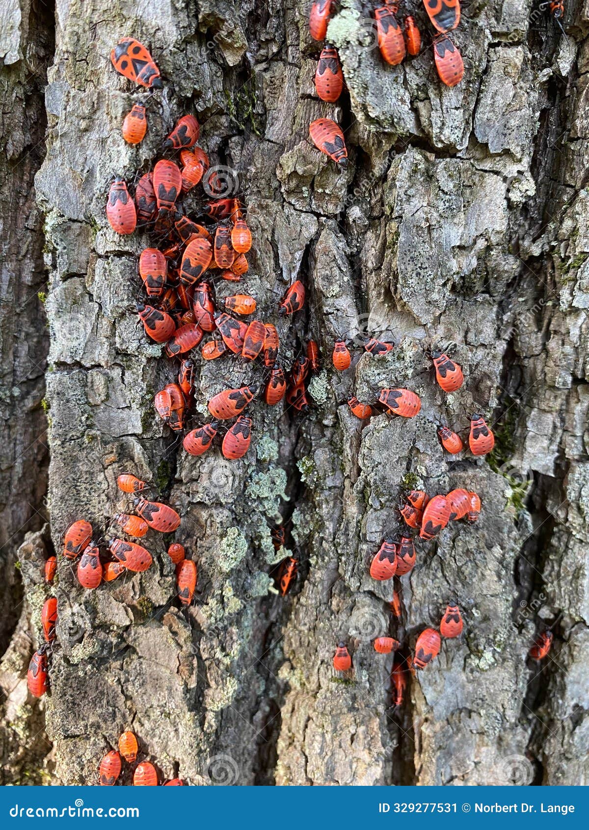 Mating Fire Bugs Crawl Across the Tree Stock Image - Image of crawl ...