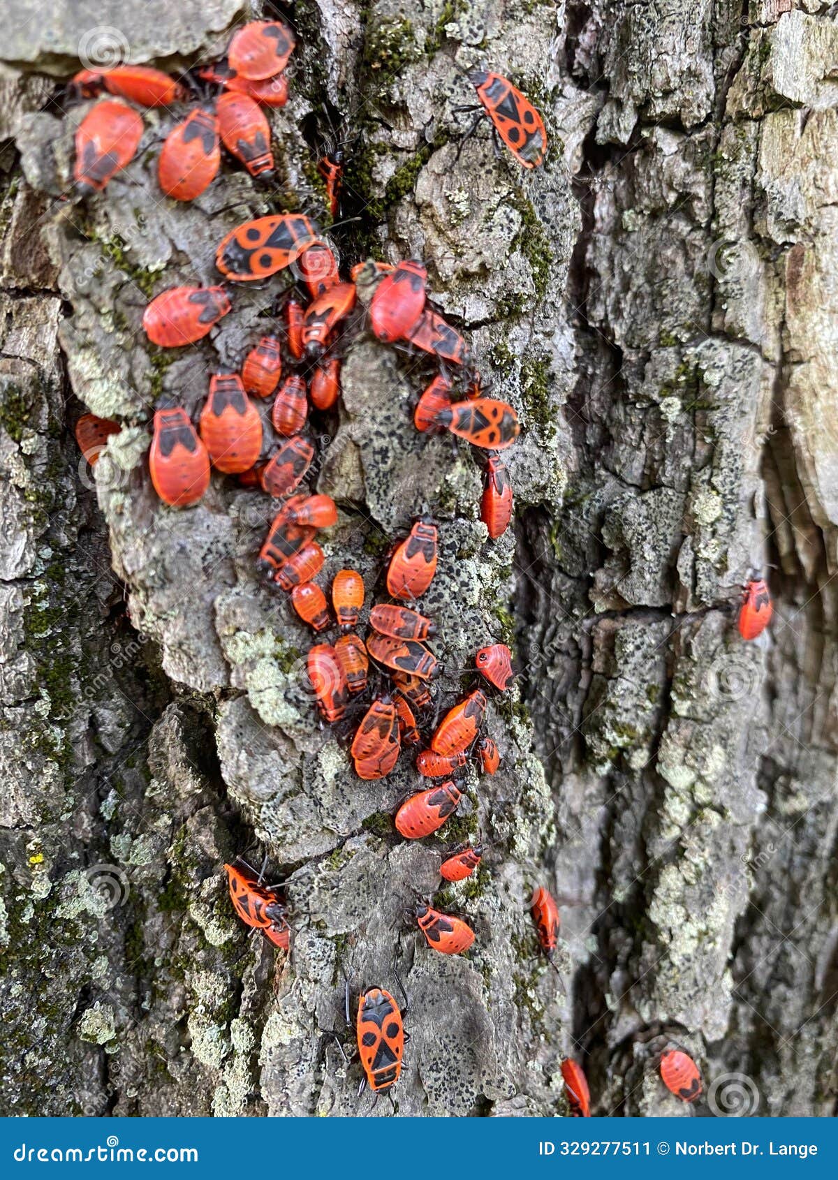 Mating Fire Bugs Crawl Across the Tree Stock Image - Image of outdoor ...