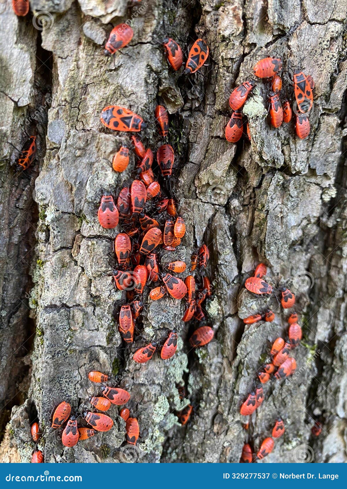 Mating Fire Bugs Crawl Across the Tree Stock Image - Image of crawling ...