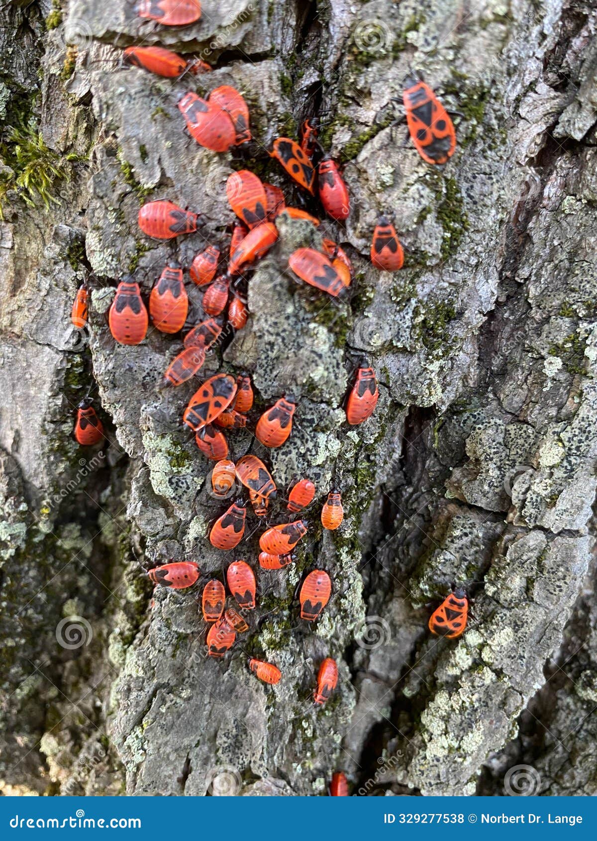 Mating Fire Bugs Crawl Across the Tree Stock Photo - Image of mating ...