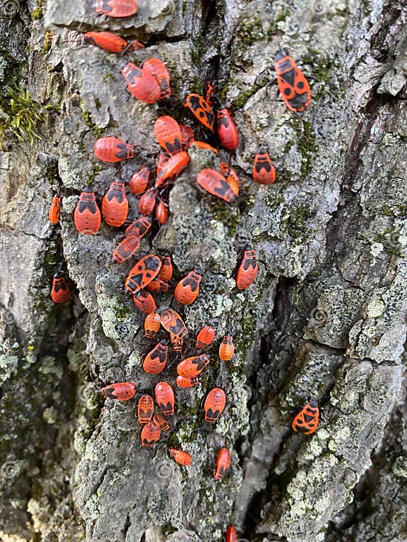Mating Fire Bugs Crawl Across the Tree Stock Photo - Image of mating ...