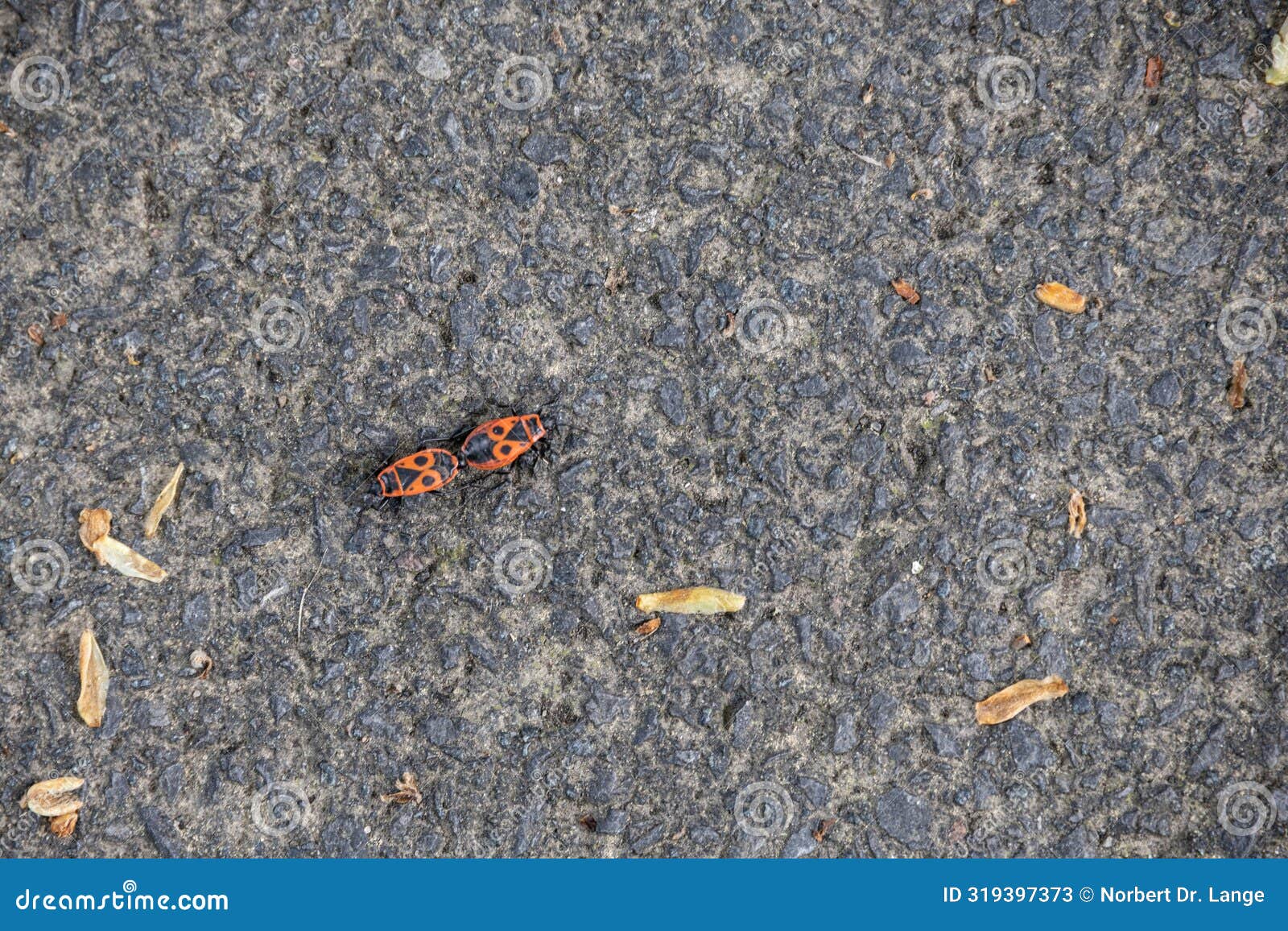 Mating fire bugs crawl stock image. Image of mating - 319397373