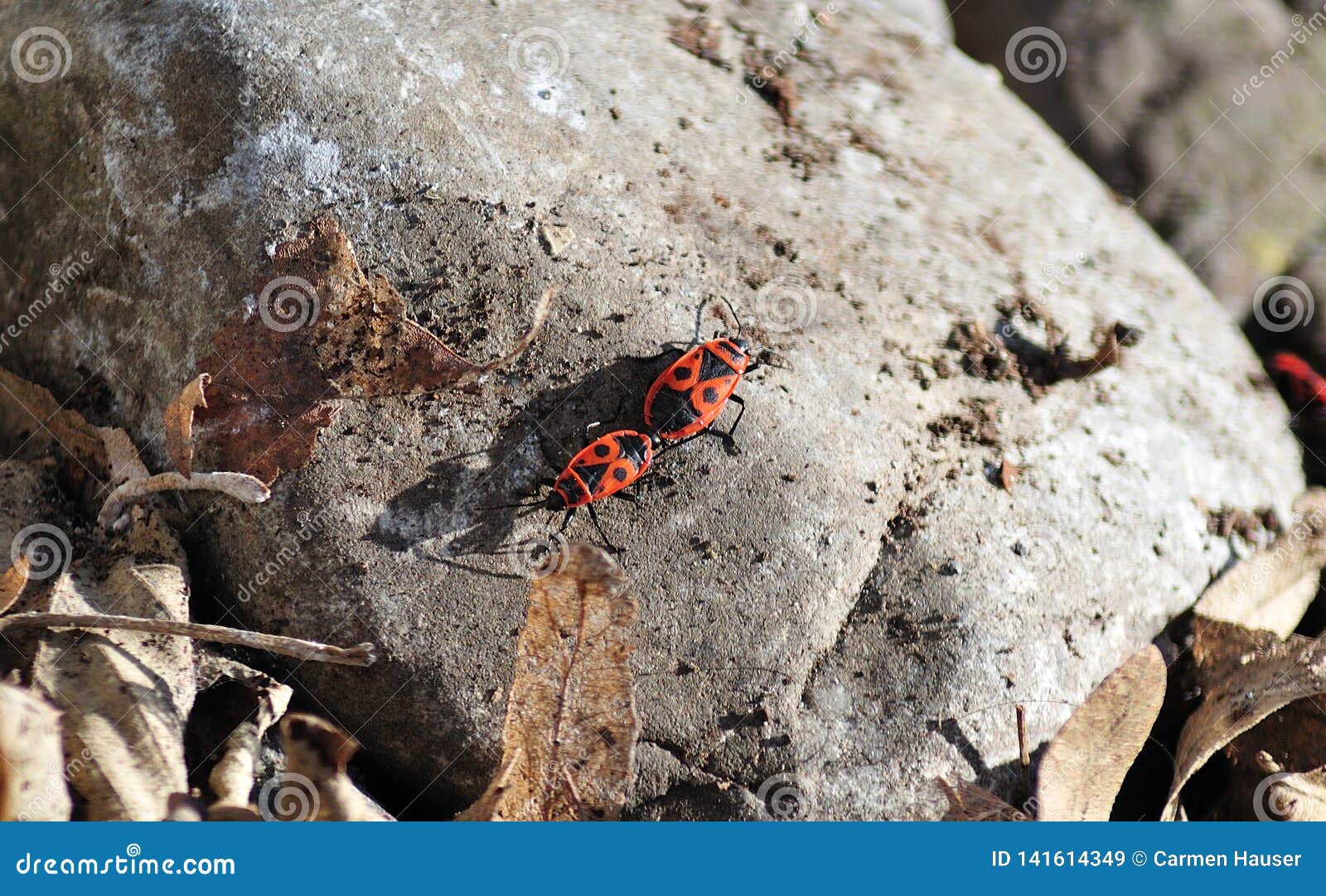 Mating Fire Bugs on a Stone Stock Image - Image of macro, firebug ...