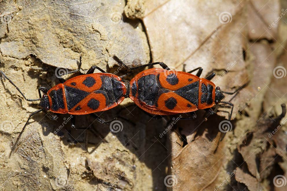 Mating of the the firebug stock photo. Image of kroatien - 195000048