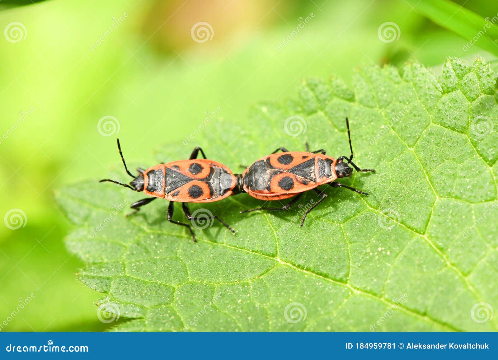 Mating of the Firebug, Pyrrhocoris Apterus on the Leaf Stock Image ...