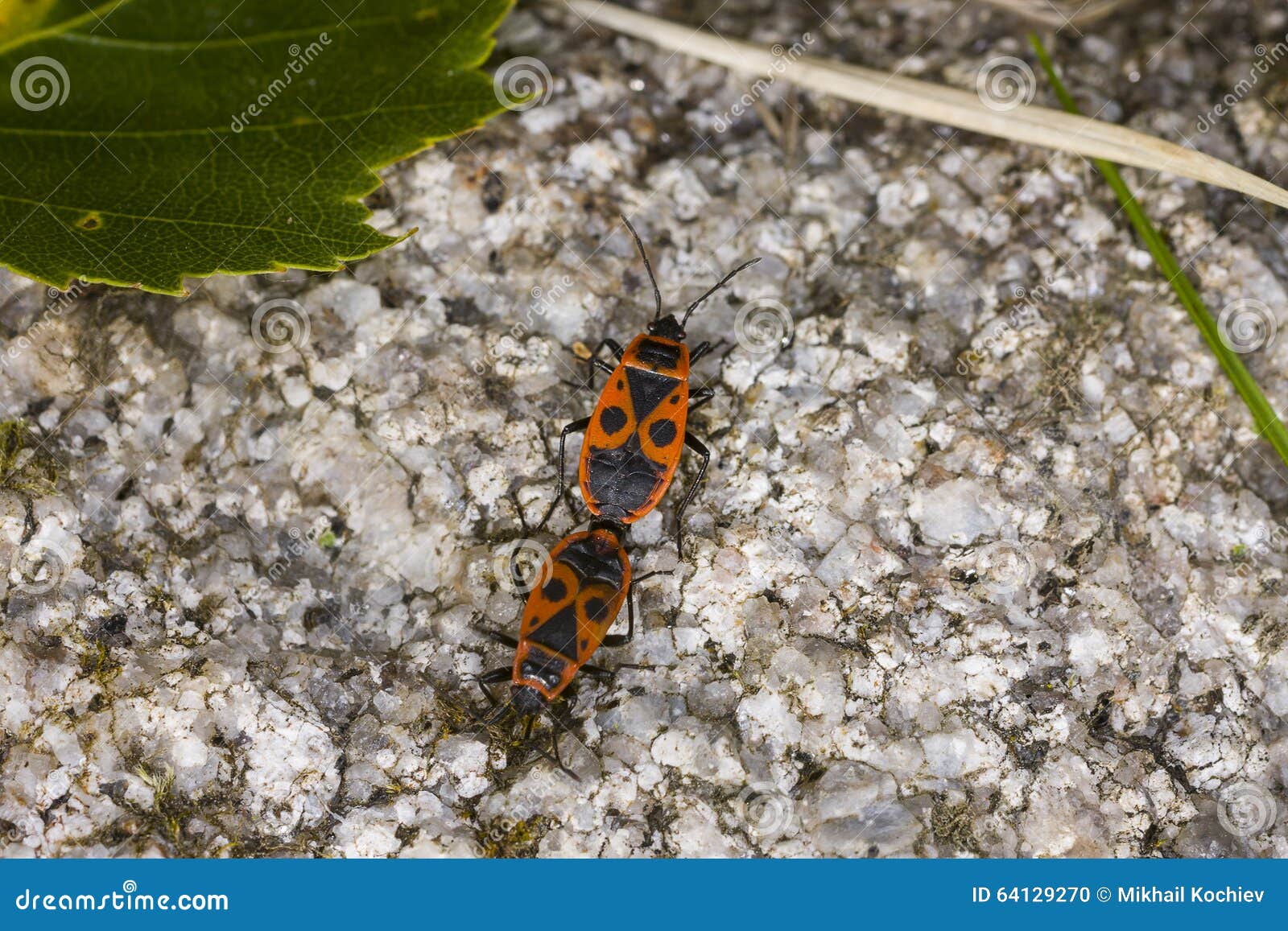 Mating of Firebugs (Pyrrhocoris Apterus) Stock Photo - Image of ...