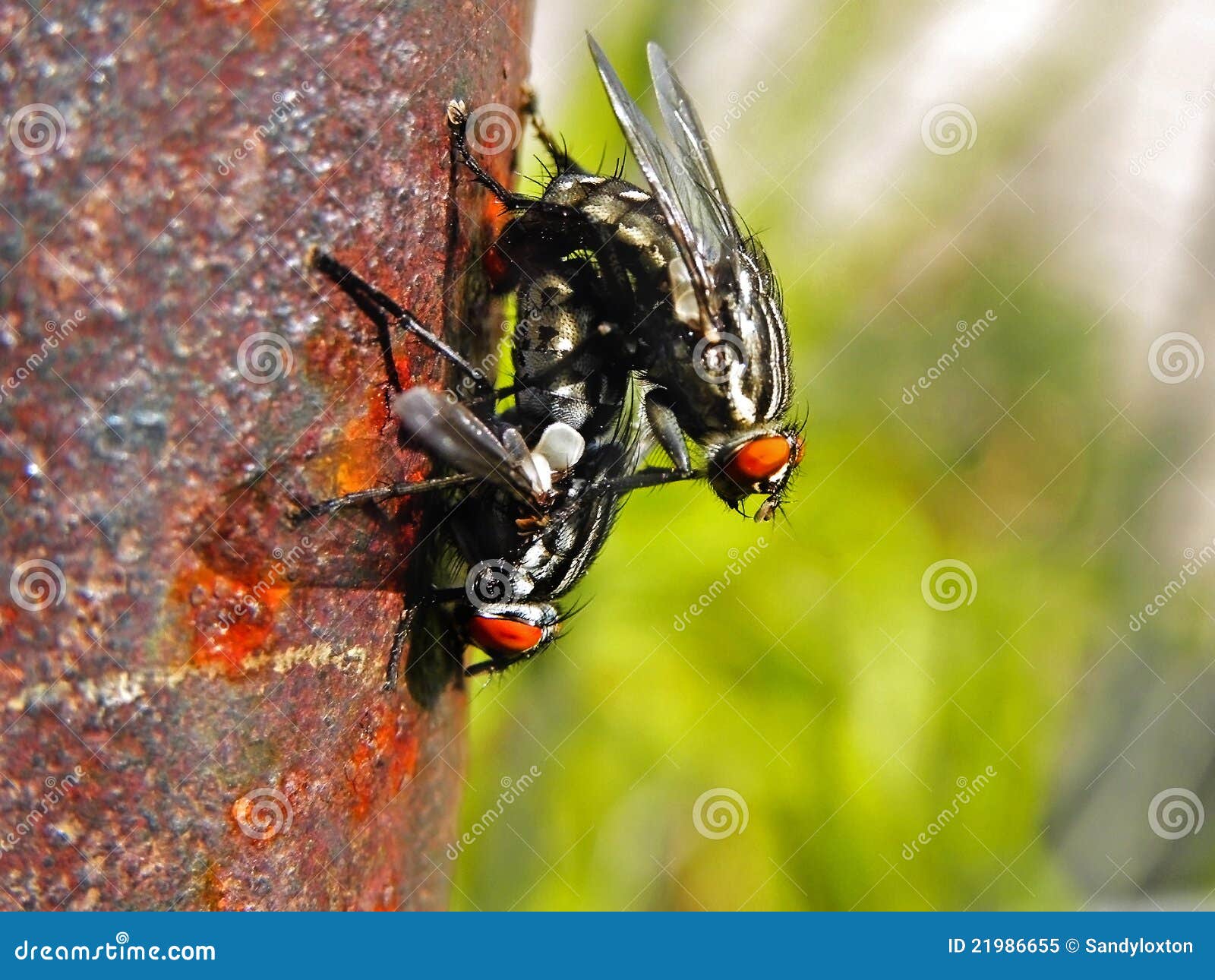 Mating Flies stock image. Image of hairy, flight, flying - 21986655