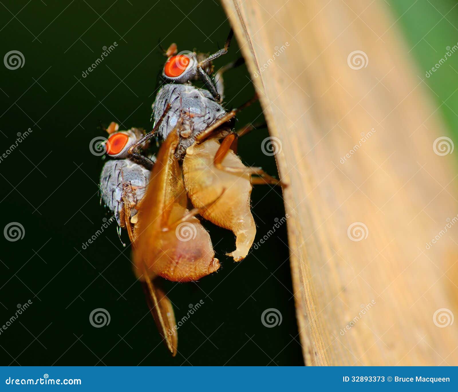Mating Flies stock image. Image of nature, reproduction - 32893373