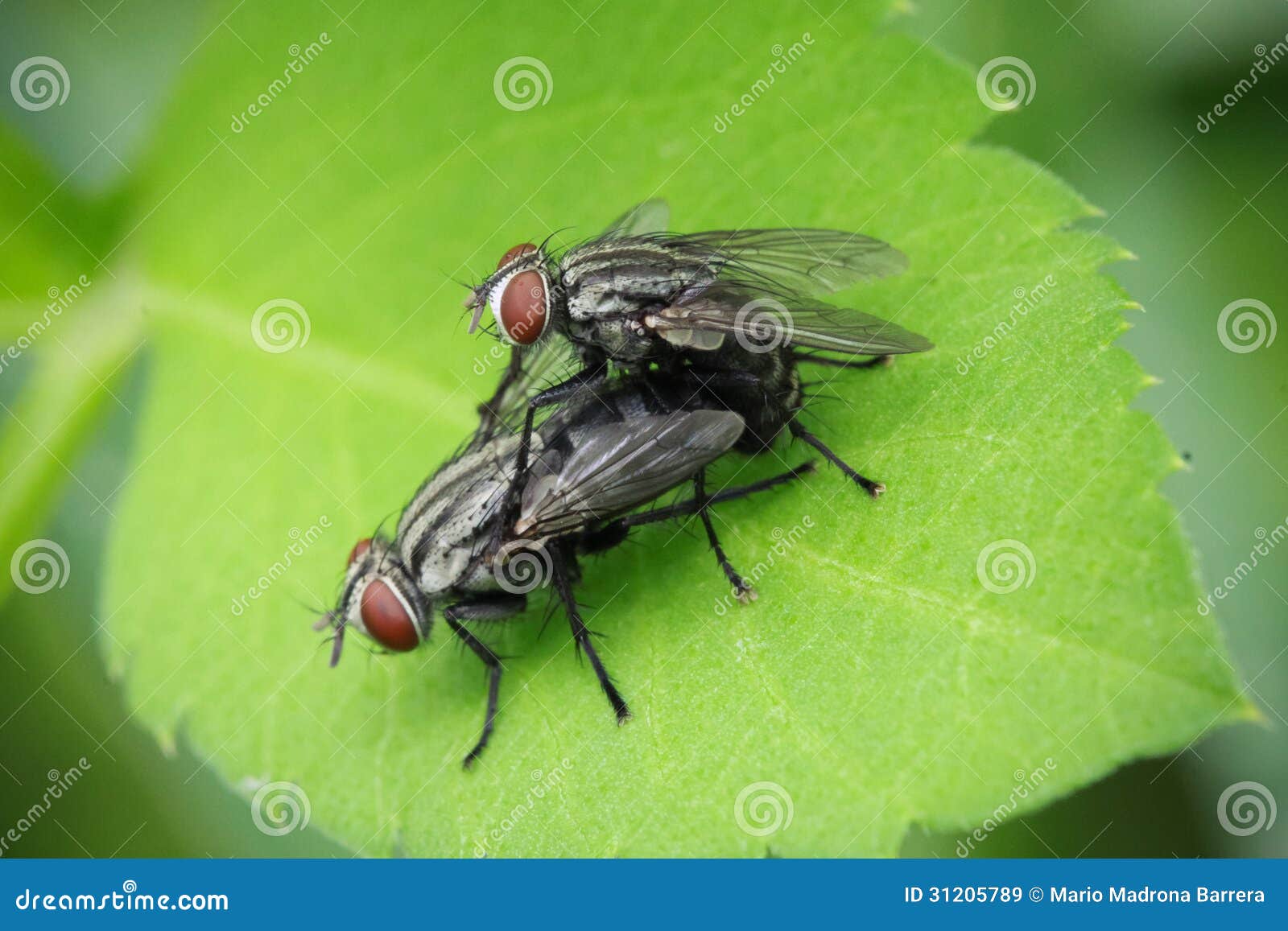 Mating flies stock image. Image of details, reproducing - 31205789