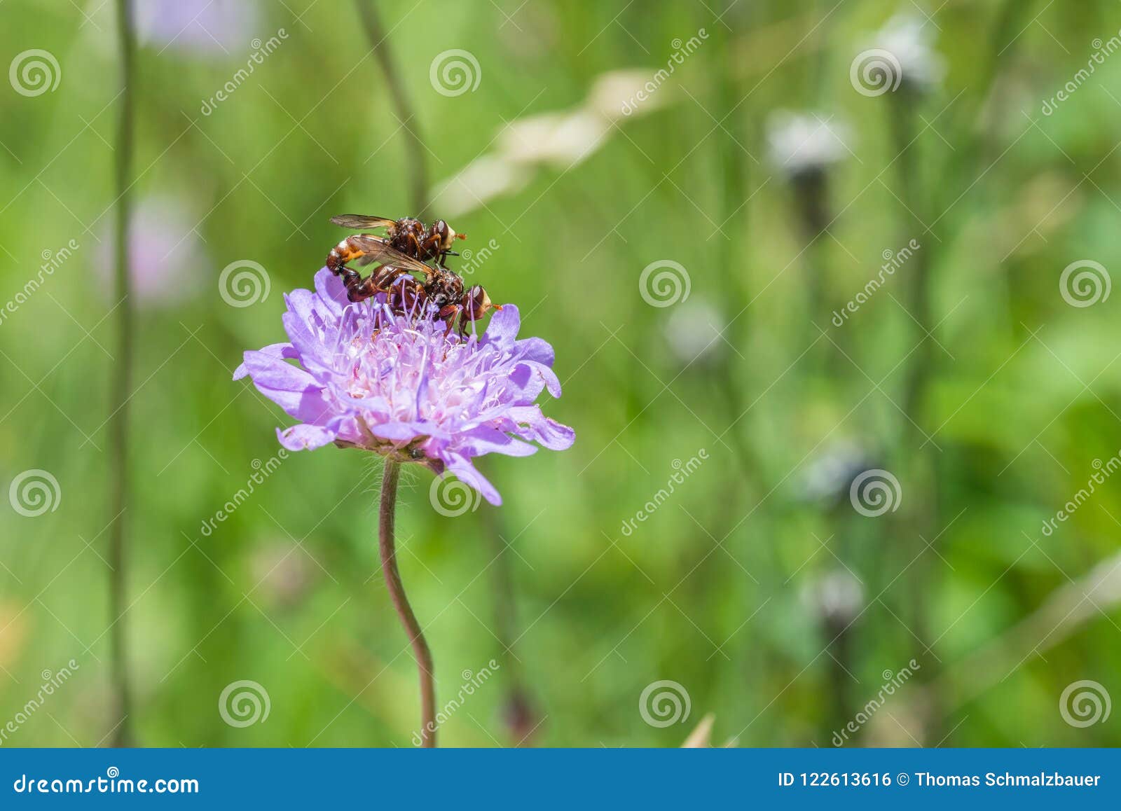 Mating Flies on a Flower, Germany Stock Photo - Image of reproducing ...