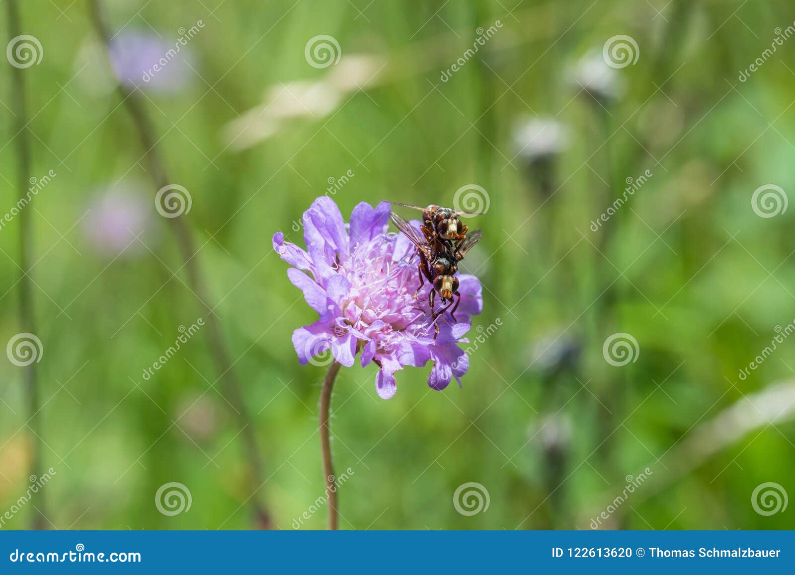 Mating Flies on a Flower, Germany Stock Photo - Image of procreation ...
