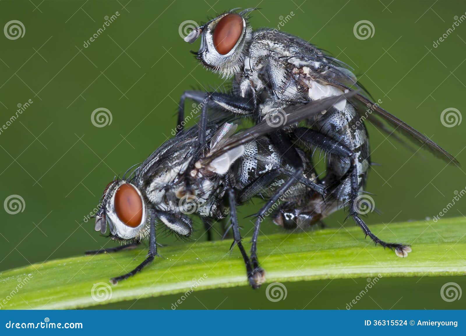 Mating stock photo. Image of closeup, macro, insects - 36315524