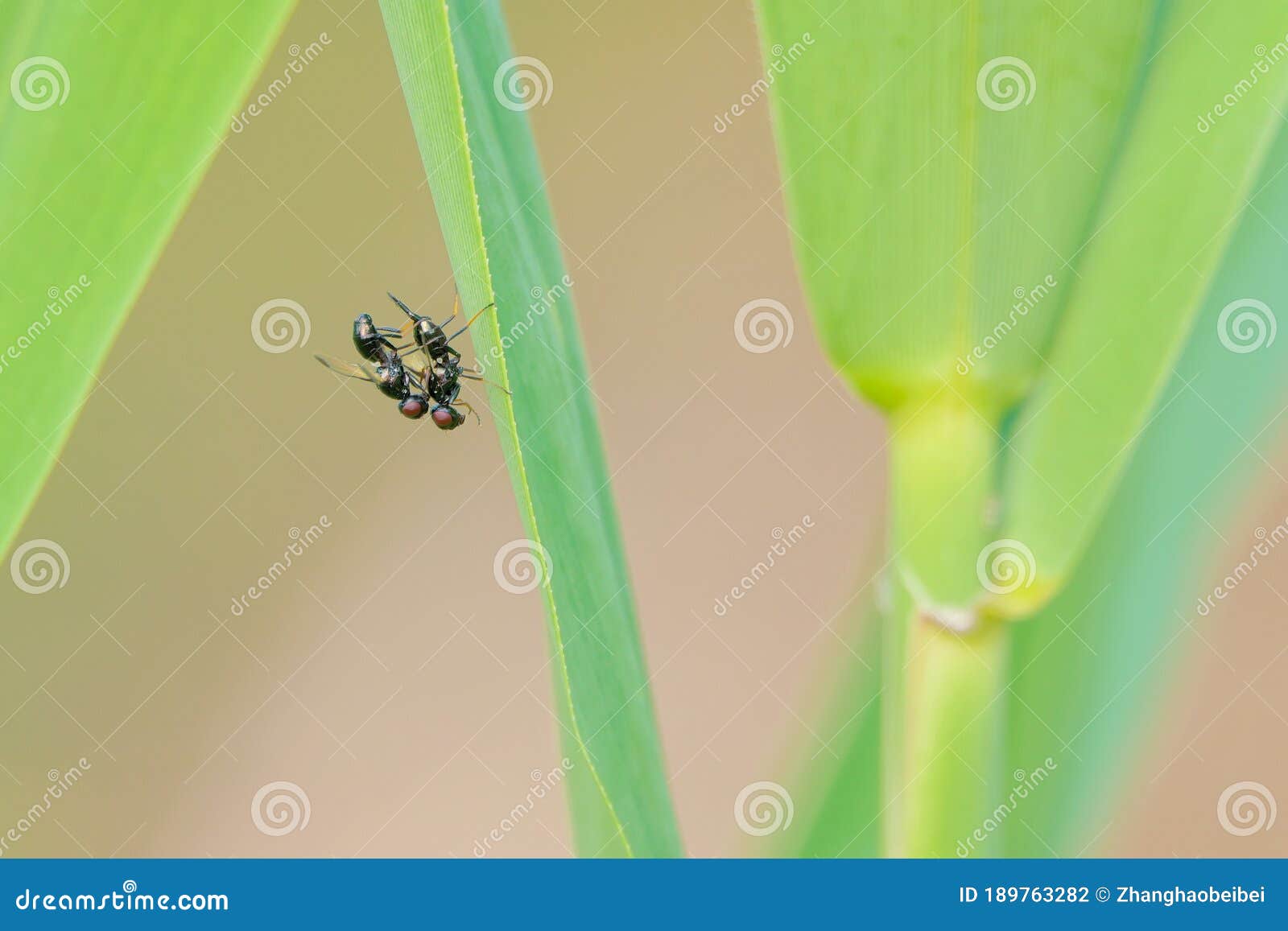 Mating flies stock photo. Image of insect, coupling - 189763282