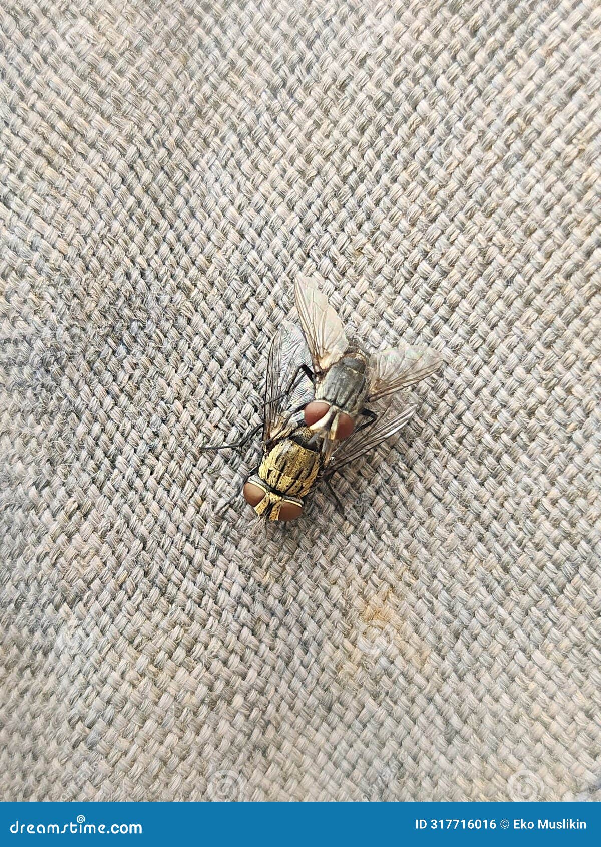 Mating flies reproduce stock photo. Image of lust, view - 317716016