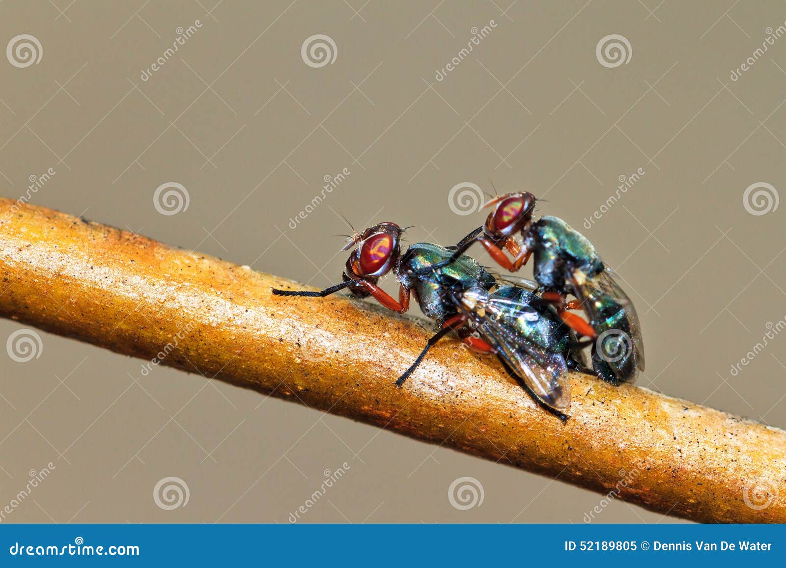 Mating flies stock image. Image of amazing, mating, masoala - 52189805