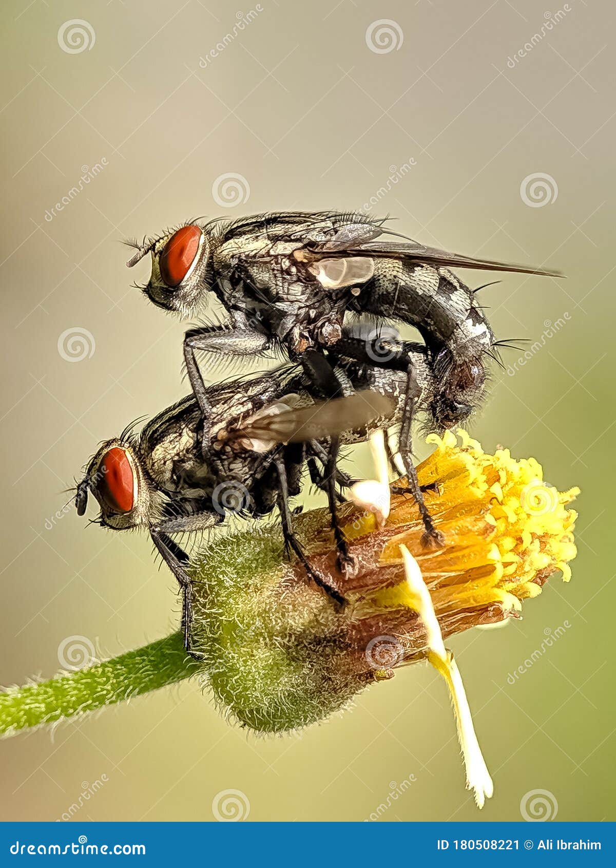 Mating fly on a flower stock image. Image of animal - 180508221