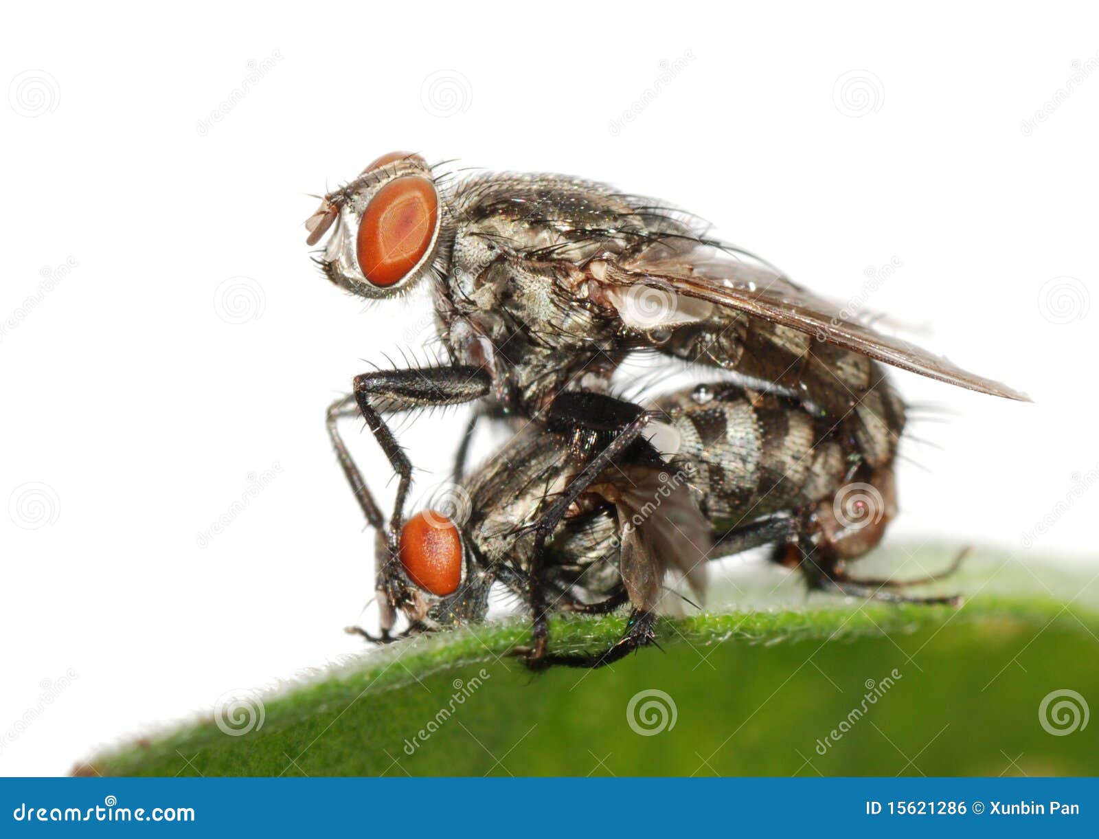 Mating fly insect isolated stock photo. Image of fauna - 15621286