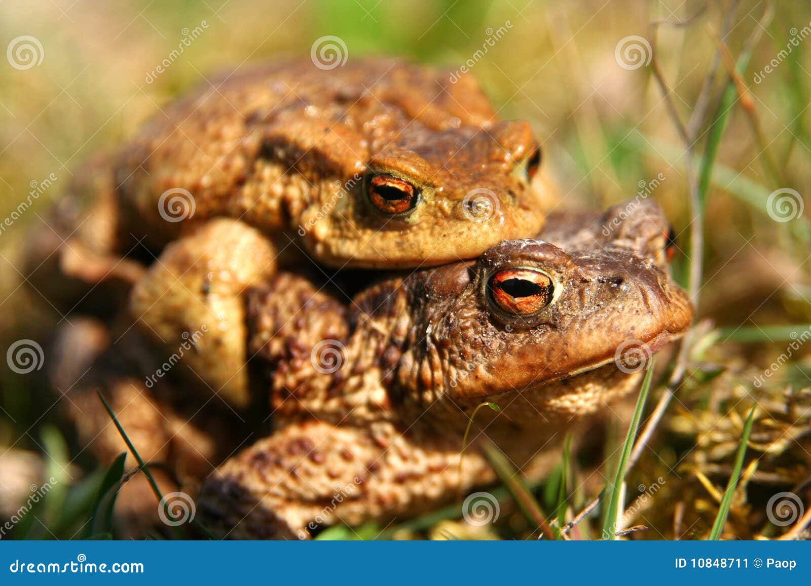 Mating Frogs stock image. Image of mating, natural, reproducing - 10848711