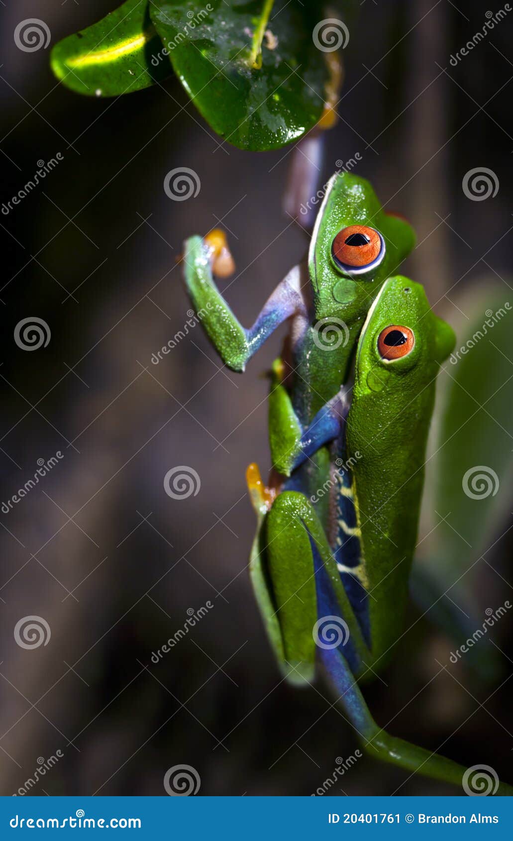 Mating Frogs stock image. Image of rica, nature, leaf - 20401761